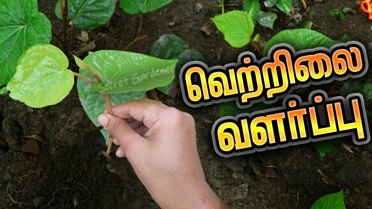 How to grow Betal plant|மூலிகை 19 #betal #herbs #gardeningtips # ...