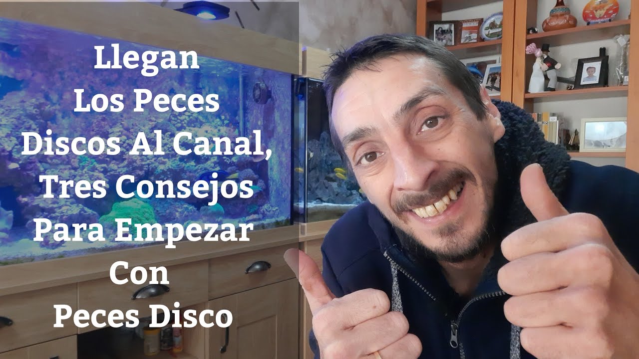 🔵 Consejos Para Empezar Con Peces Discos,Como Cuidar Peces Disco ...