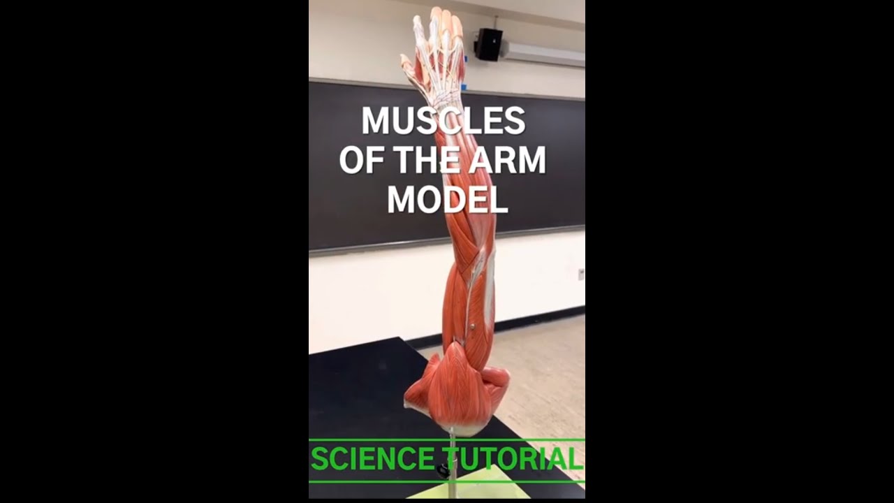 Muscles of the Arm Model - YouTube