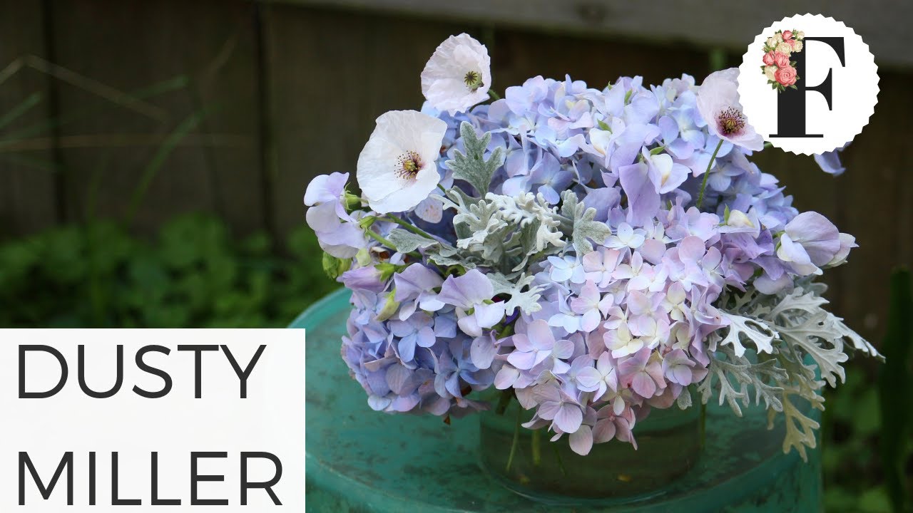 Talking about Growing Dusty Miller Seeds Fall Hardy Annual Growing ...