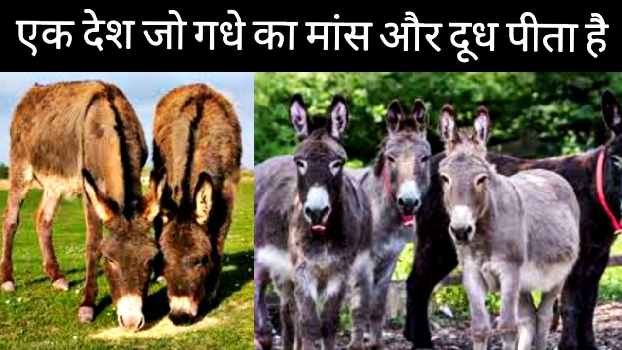 Indian Donkey Mating | एक देश जो गधे का मांस और दूध पीता है | Indian ...