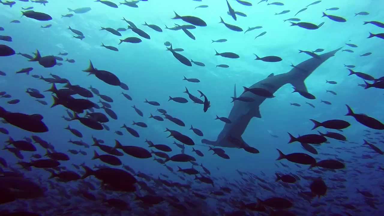 Galapagos Diving Wolf & Darwin 2013 - YouTube