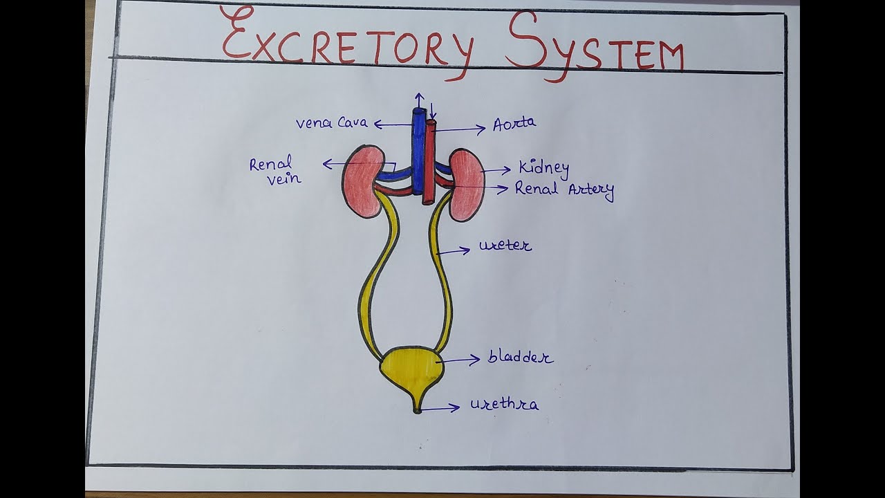 How to draw Excretory System Diagram Of Human @SHAHINTABASUM#easytomake ...