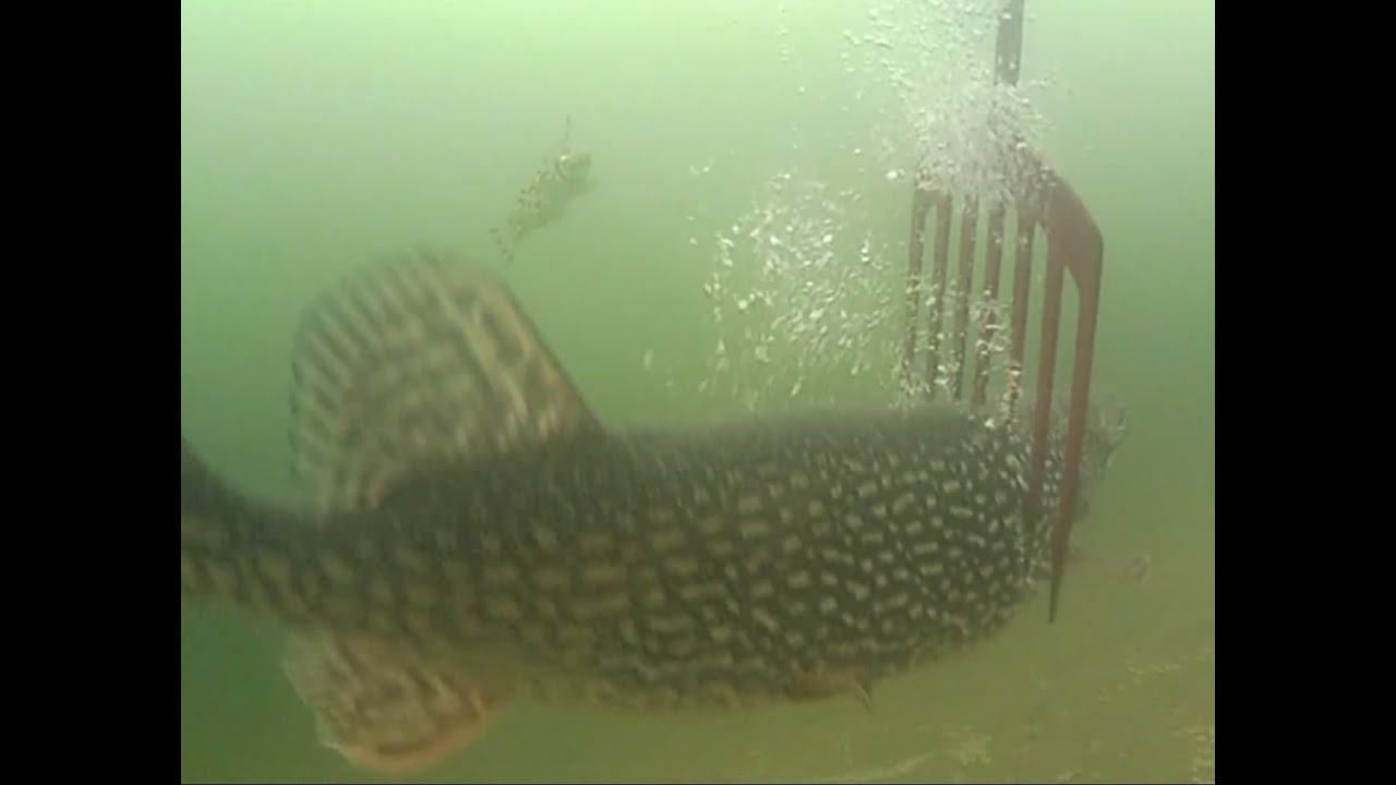 Pike Spearing 3 11 2020 Shaky Shaft Addicts - YouTube