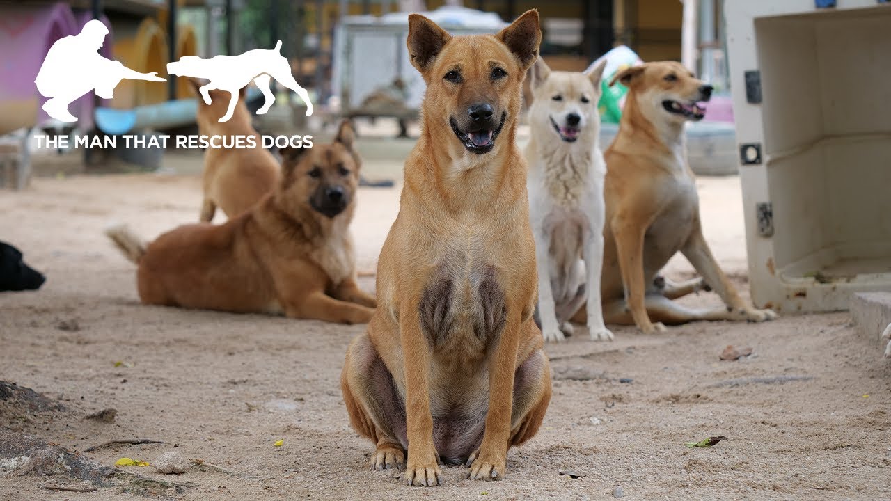 Walking Rescued Dogs At TMTRD - YouTube