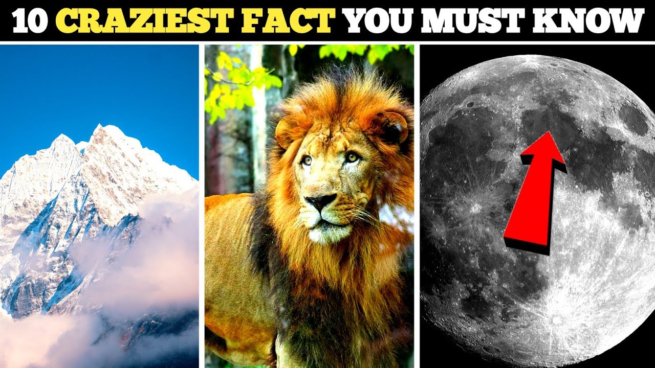 10 Craziest Fact You Must Know || Fact || #fact - YouTube