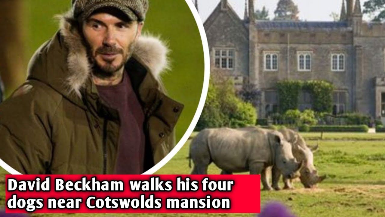 David Beckham walks his four dogs close to his property in the ...