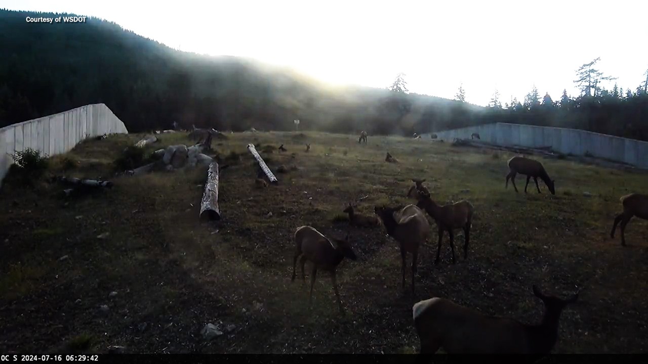 Watch a year, and 1,775 elk, go by on a Cascade mountain highway ...
