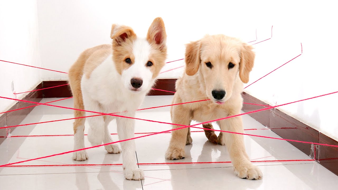 Dogs laser maze test, silly to me want to cry! - YouTube