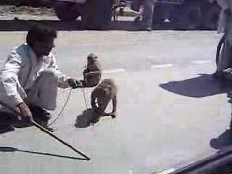 Monkey doing tricks in India - YouTube