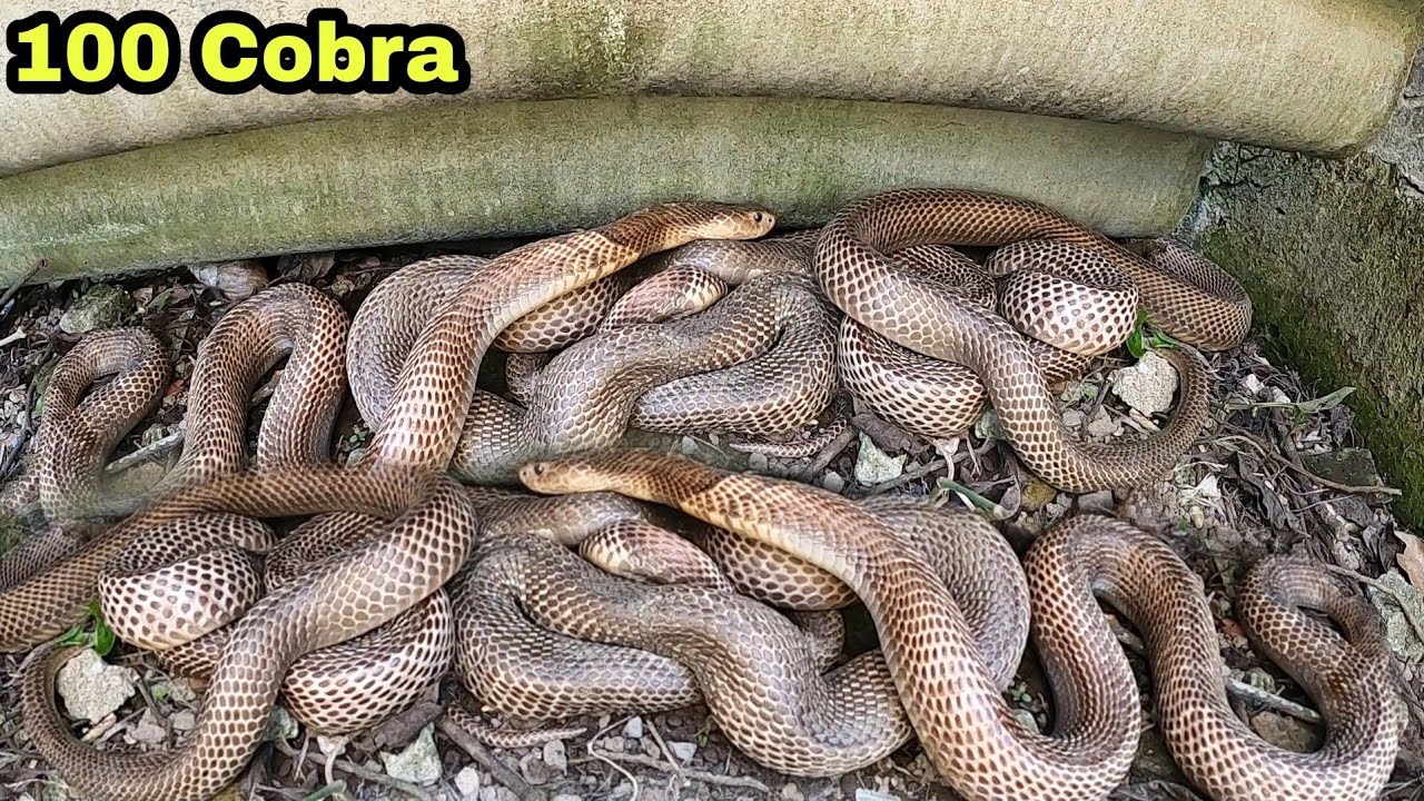 Explore the abandoned house with lots of cobras. || Giant King Cobra ...