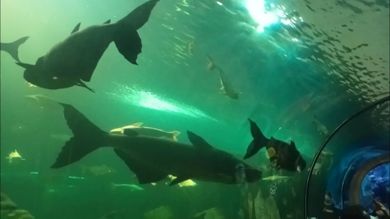 อควาเรียมศรีสะเกษ#ศูนย์แสดงพันธุ์สัตว์น้ำเทศบาลเมืองศรีสะเกษ#อุโมงค์ปลา ...