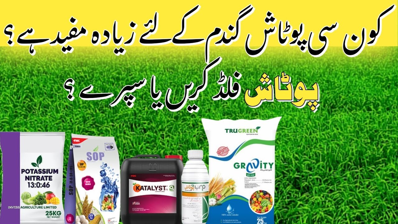 Which Potash Is More Beneficial For Wheat Crop | Best Potash For Wheat ...