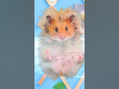 Смешной хомяк в лабиринте! #shorts #хомяк - YouTube
