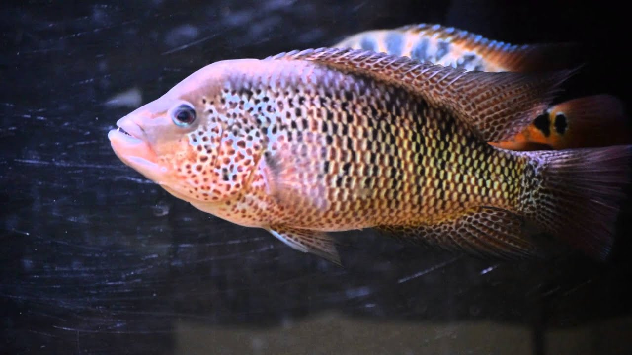 red tiger mota feeding - YouTube