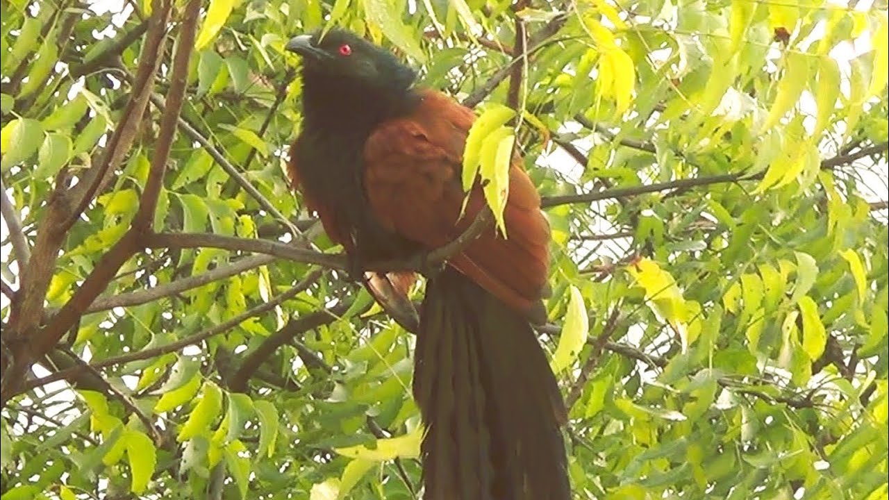 Rival call of Greater Coucal #Kubo# কুবো পাখি#greatercoucal #nature ...