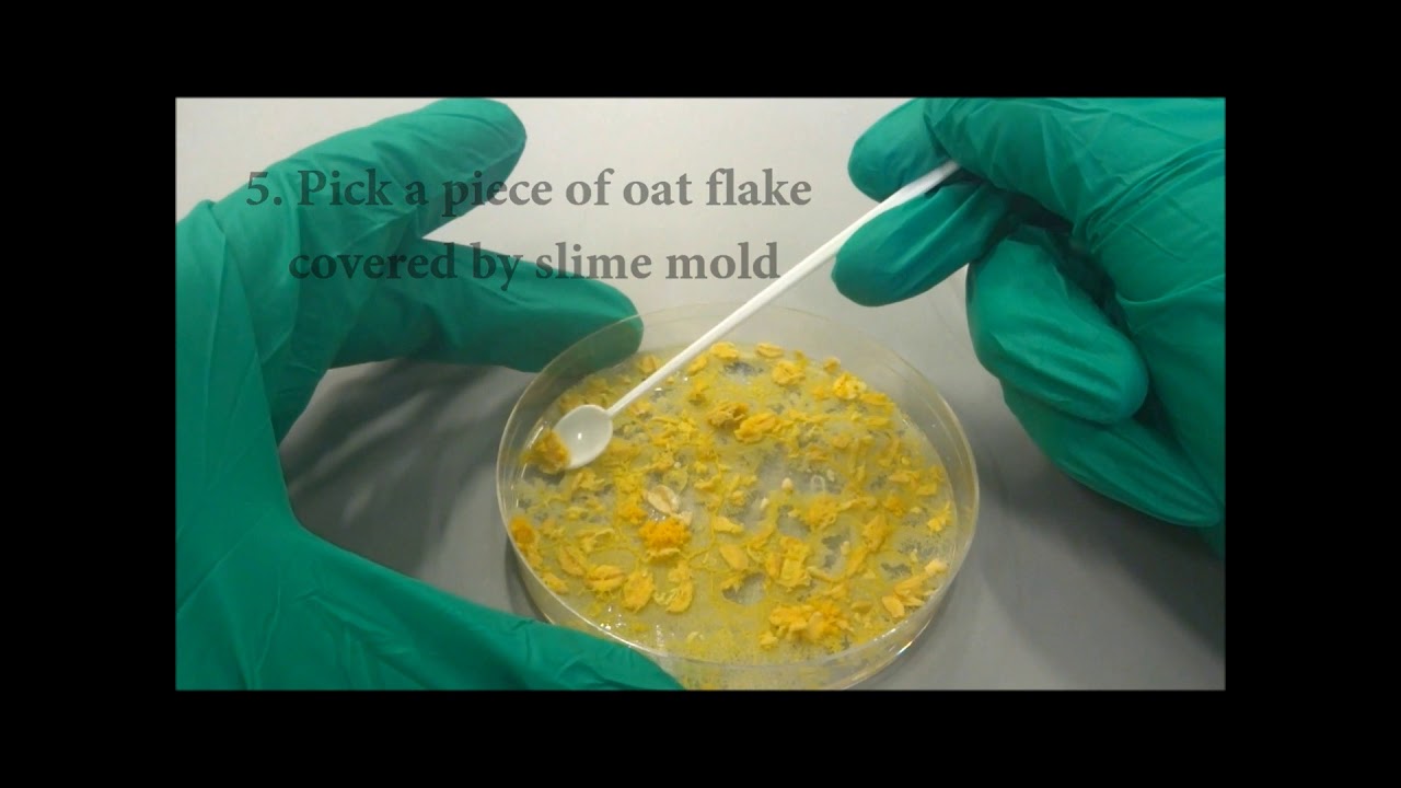 Preparation of Experimental Plate for Slime mould expt (SPS) - YouTube