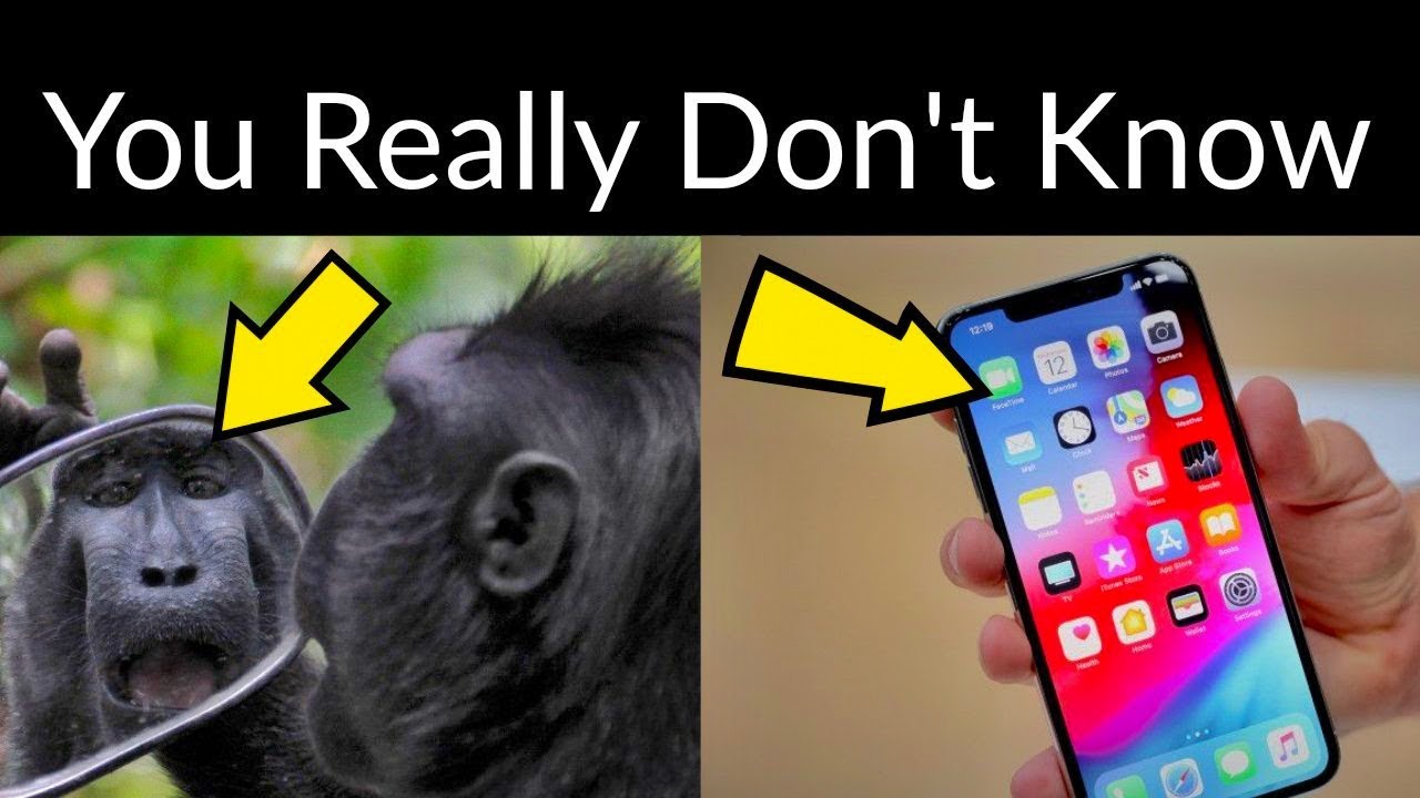 Unbelievable Facts about Humans and Animals | No One Knows - YouTube