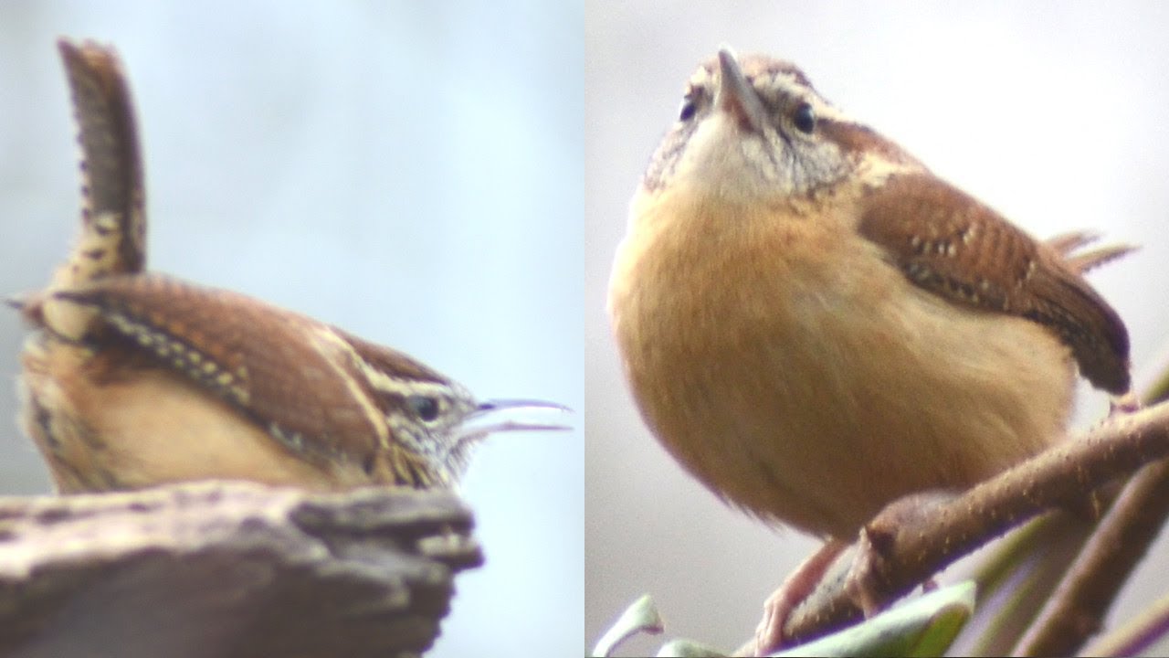 Male Carolina wren call while female listen - YouTube