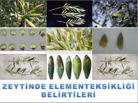 Zeytinde Element Eksikliğinin Yapraklarda Görülme Şekilleri.
