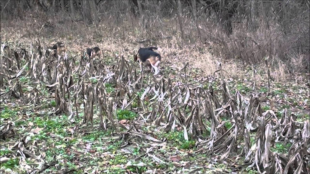 RABBIT HUNT,BIG RUNNING BUNNYS - YouTube