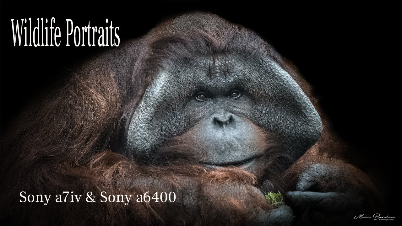 Animal Portrait photography. Sony a7iv & 200-600mm lens. - YouTube