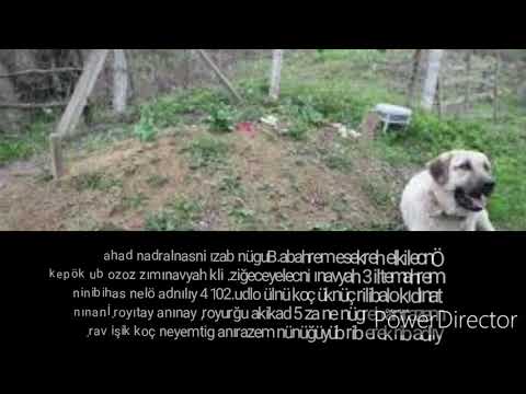 BAZI İNSANLARDAN DAHA İYİ HUYLU AKILLI MERHAMETLİ HAYVANLAR