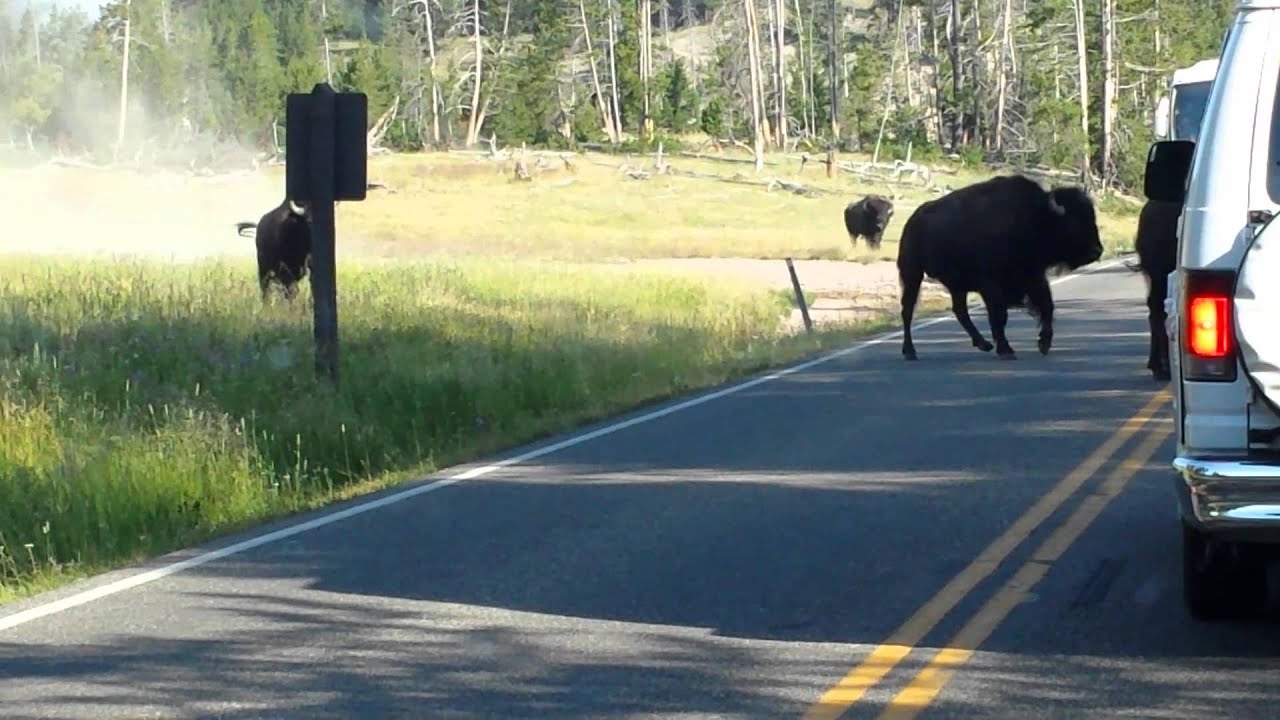 Galloping Bison, Hayden Valley, Yellowstone - YouTube