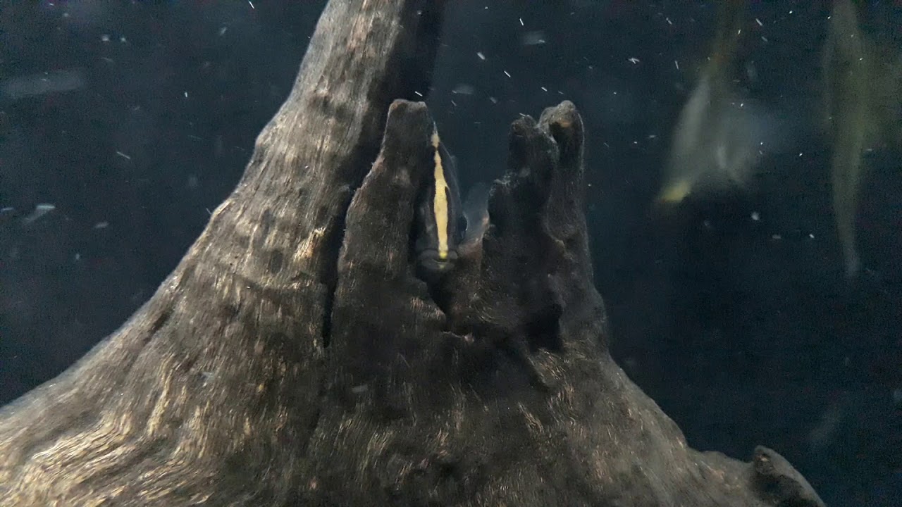3" Indo Tiger Fish Sumatra - YouTube