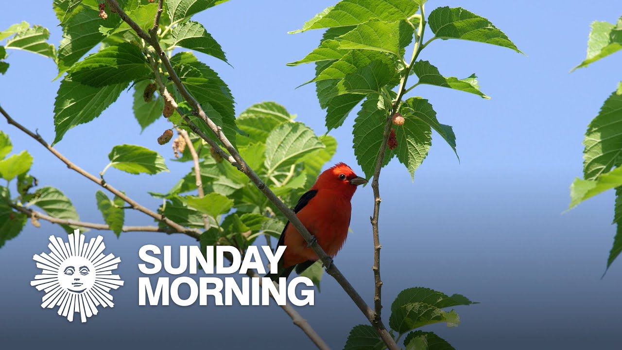 Nature: Songbirds in Texas - YouTube
