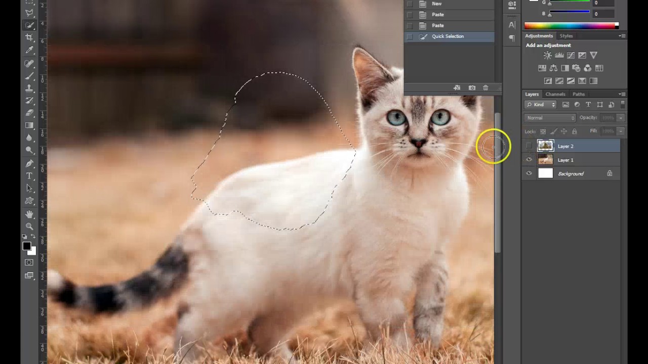 PHOTOSHOP Animal mash-up! Cat, Walrus and Narwhal?! - YouTube