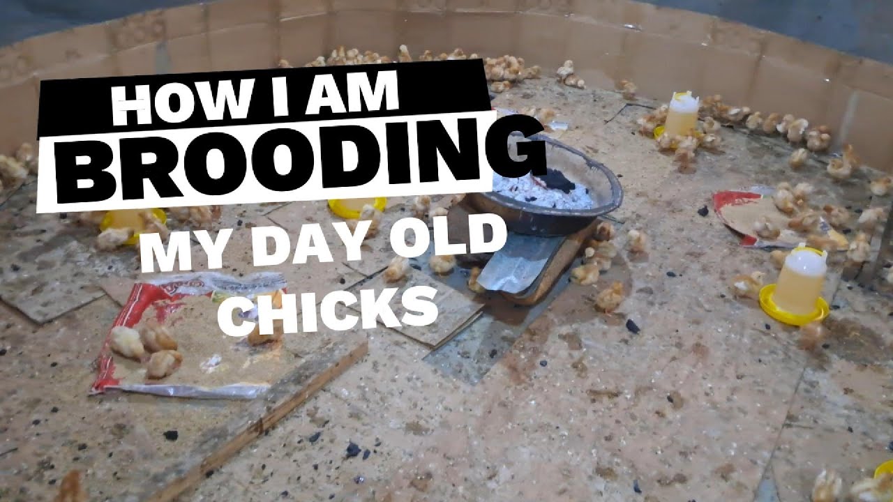 How I am brooding my Chicks - YouTube