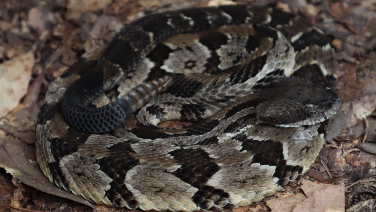 Kentucky snakes hosted by phil peak - YouTube