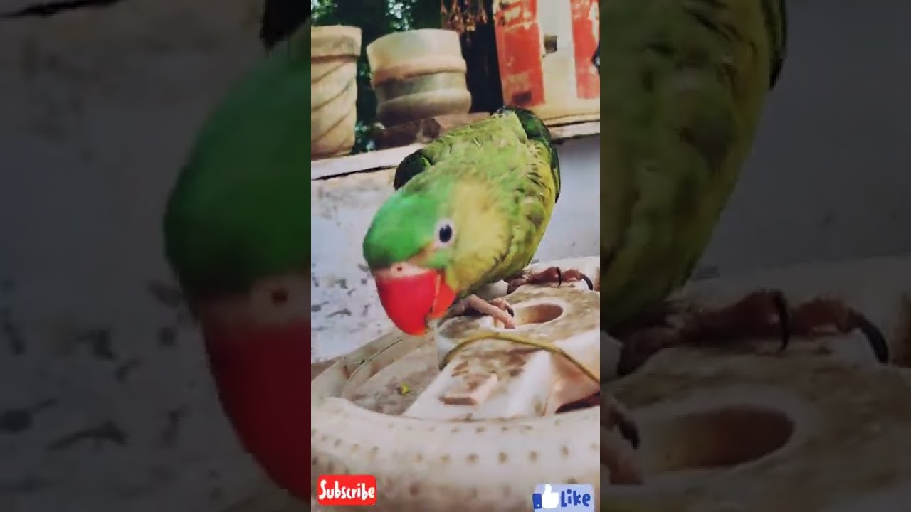indian Green parrot baby | Talking parrot baby | Alexander parrot baby ...