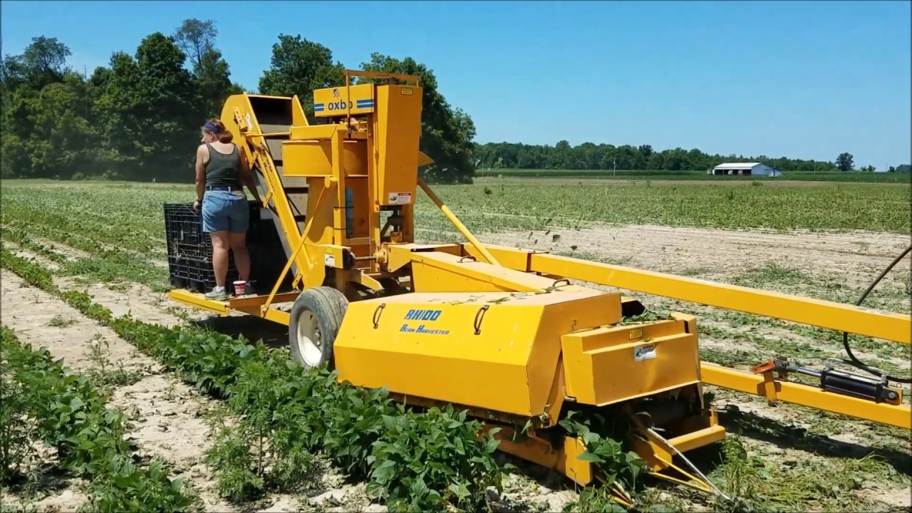 Community Harvest Food Bank Green Beans Gleaning Preserving Video community-harvest-food-bank-green-beans-gleaning-preserving-video