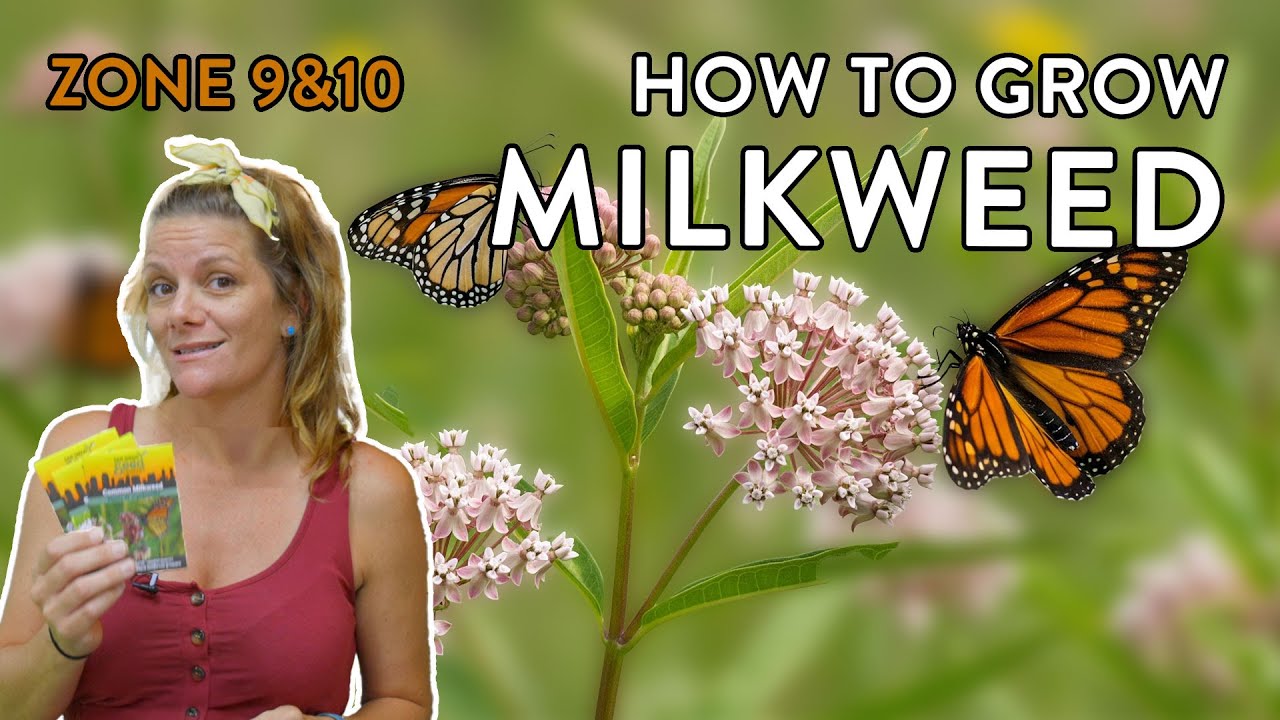Master Milkweed Germination: A Guide for Zone 9 & 10 Gardeners - YouTube
