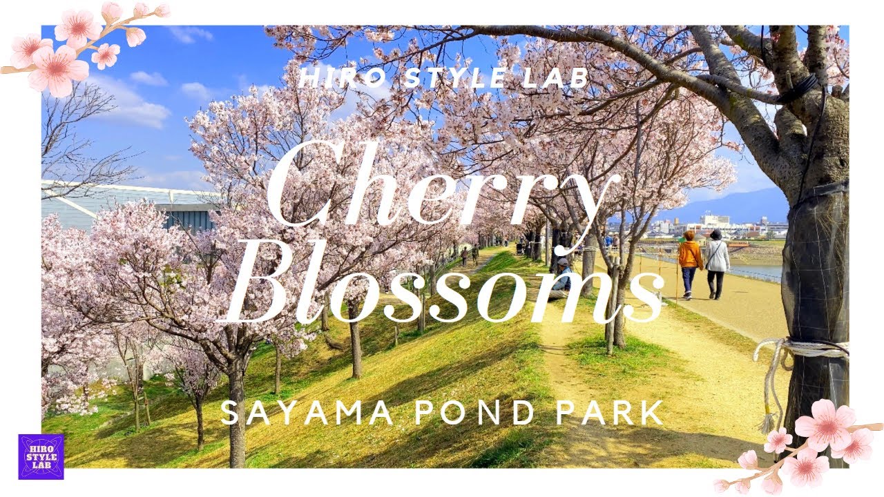 春本番【桜プレミア】 Cherry Blossoms：Sayama Pond Park, Osaka 大阪狭山市の「狭山池公園」の桜が ...