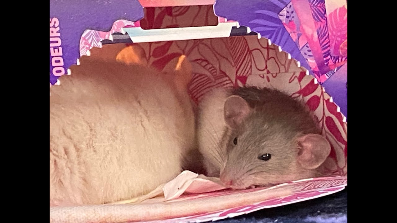 Sleepy Snuggly Cute Rats - YouTube