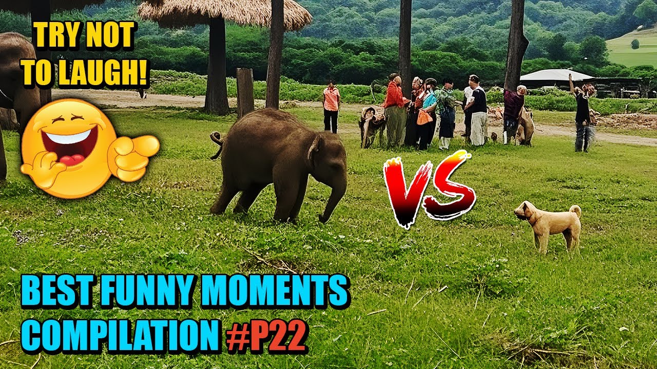 Best Funny Moments Compilation P22 🤣 | Funniest Fails of the Week | TRY ...