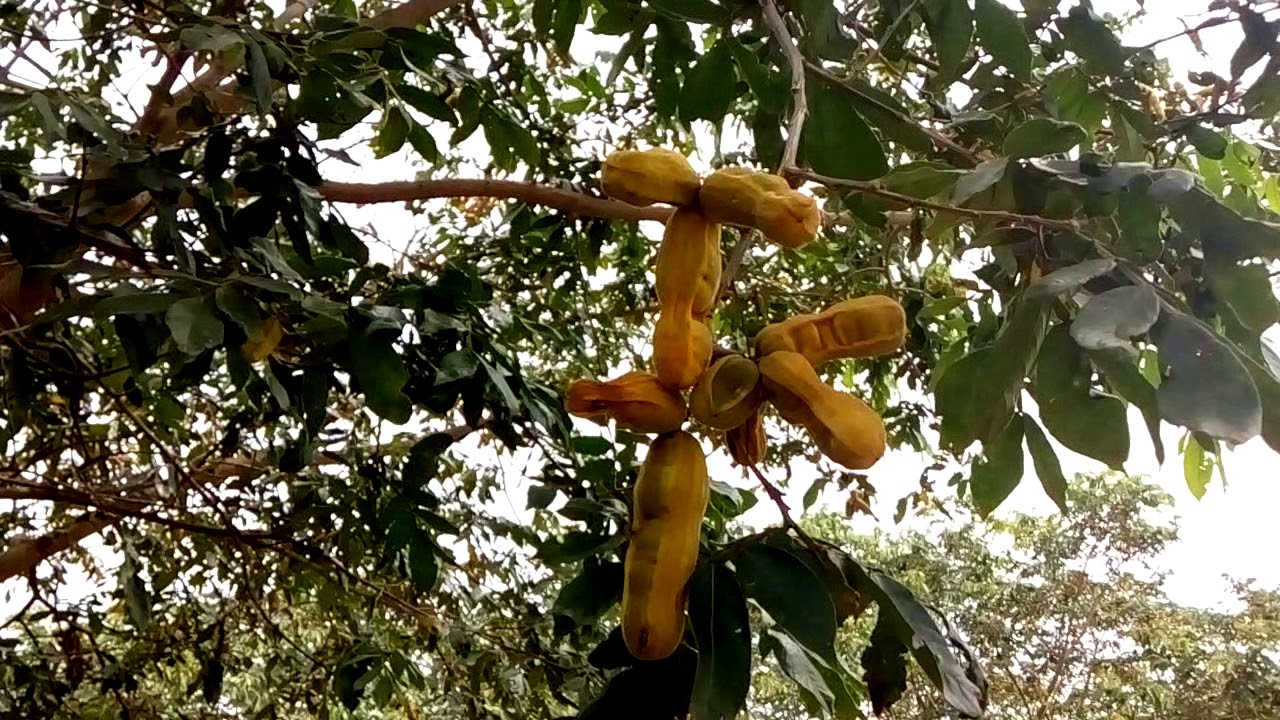 Aqui se perde ingá, fruta nativa doce que é uma delícia. - YouTube