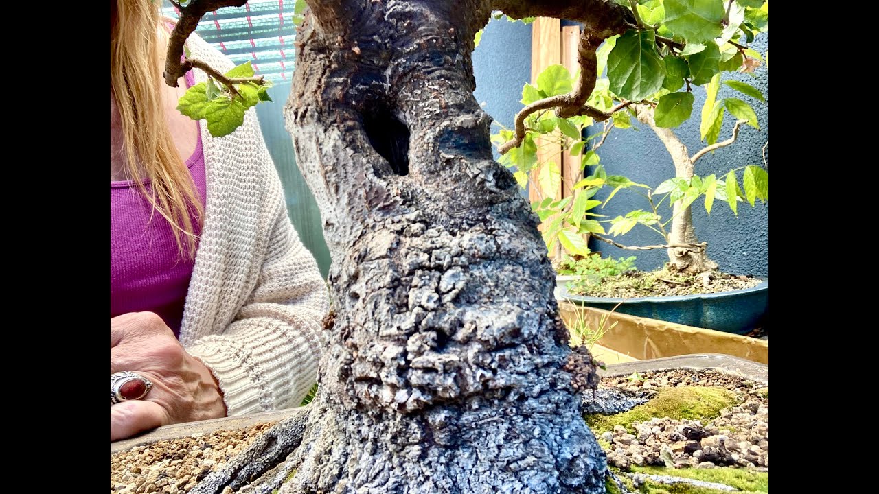 Patricia O'Connor, The Bonsai Balcony: California Oak Life - YouTube