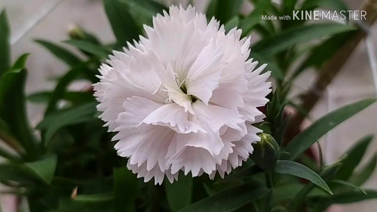 How To Grow Dianthus//how to grow and Care Carnation flower plant in ...