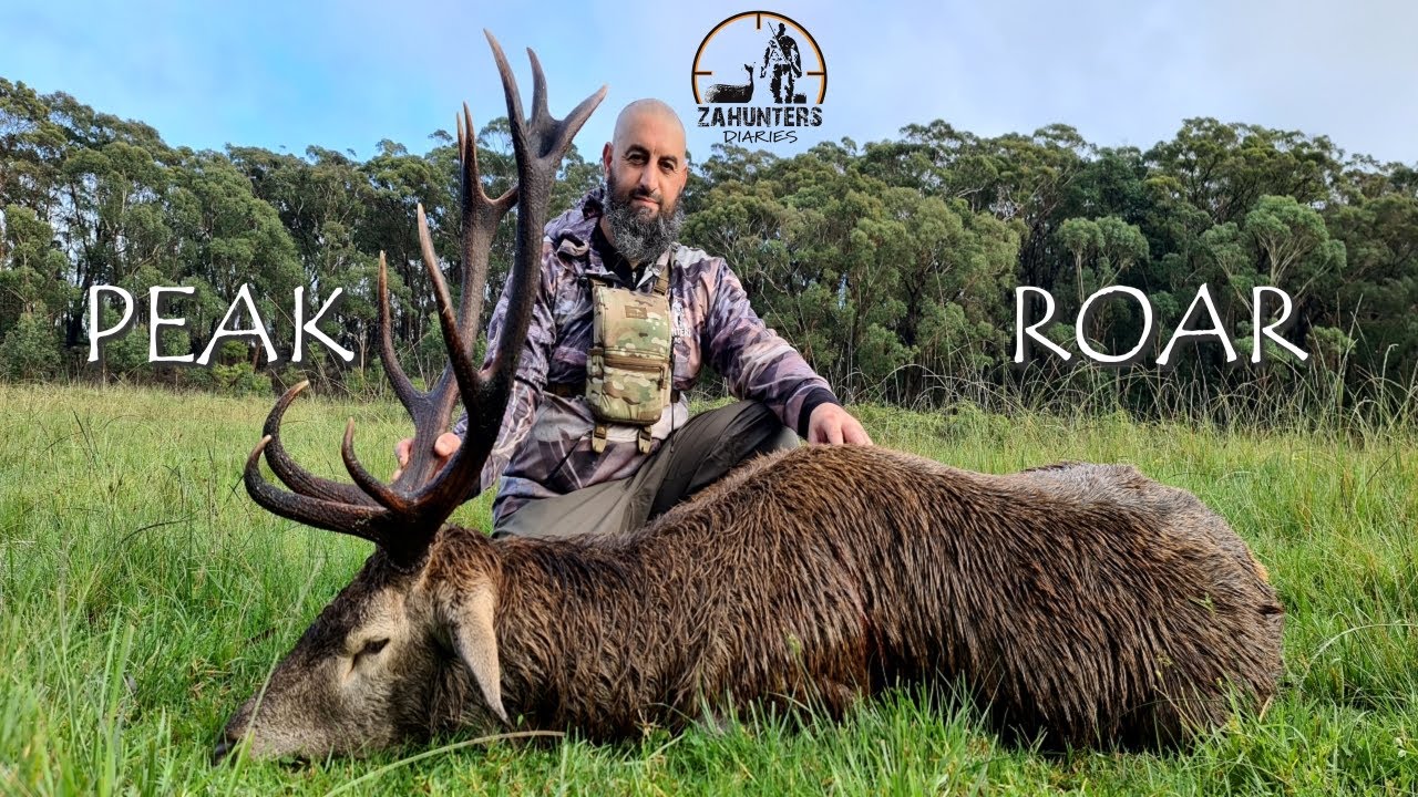 PEAK ROAR - HUNTING RED DEER - 4K - SERIES - ZAHUNTERS DIARIES - YouTube