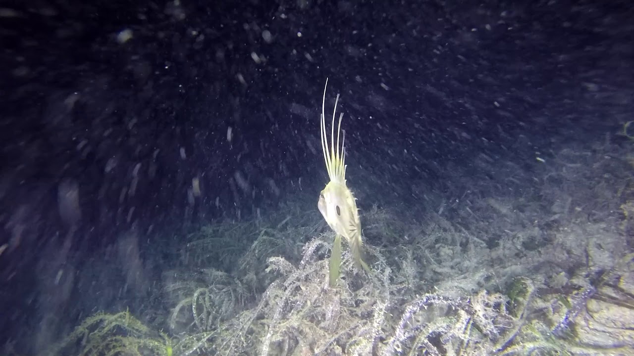 Piotrosz mały i duży na nocnym - YouTube