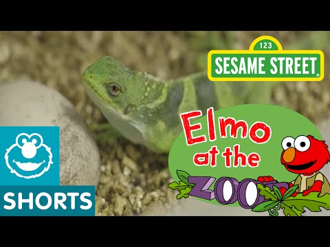 Sesame Street: Elmo Plays With Reptiles! (Elmo At The Zoo #8) | Safe ...