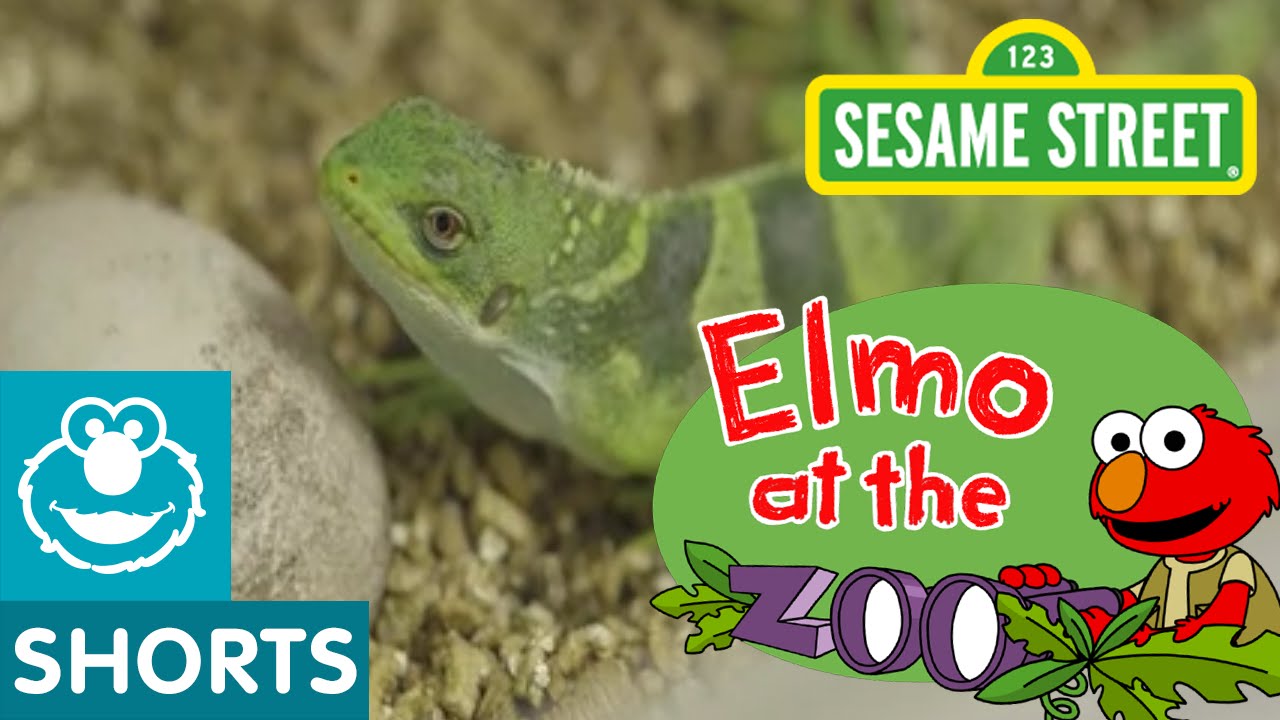 Elmo Plays with Reptiles! (Elmo at the Zoo #8) - YouTube
