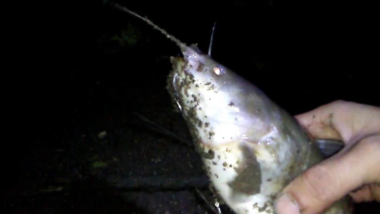 Night Fishing Carp and Catfish - YouTube