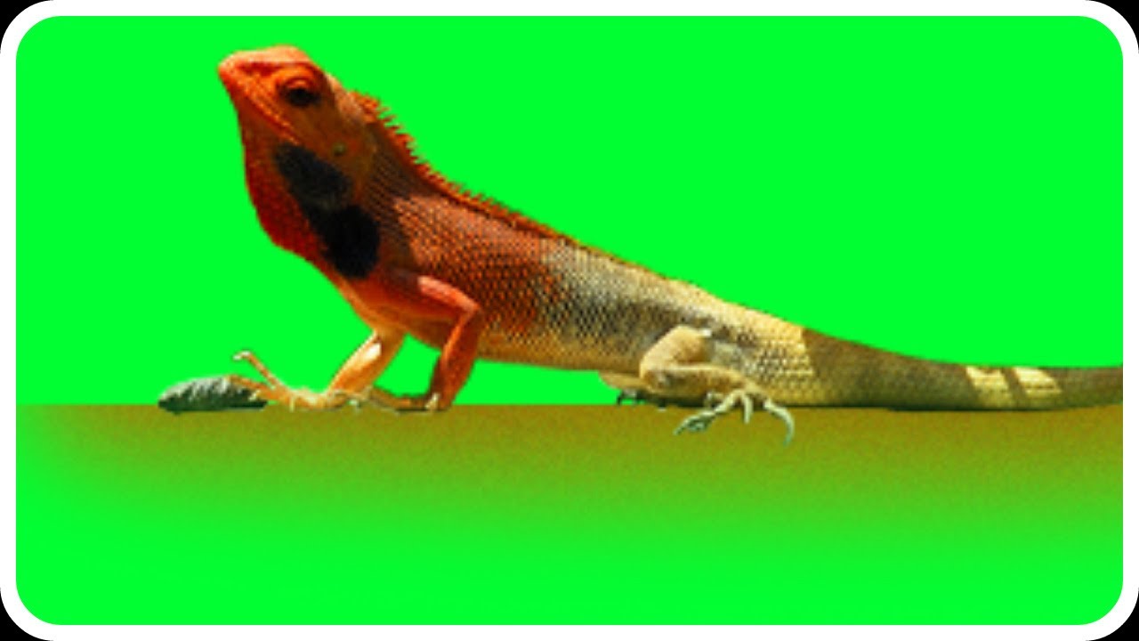 girgit green screen - YouTube