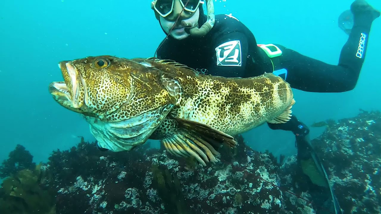 Spearfishing Big Lingcod in Monterey County - YouTube