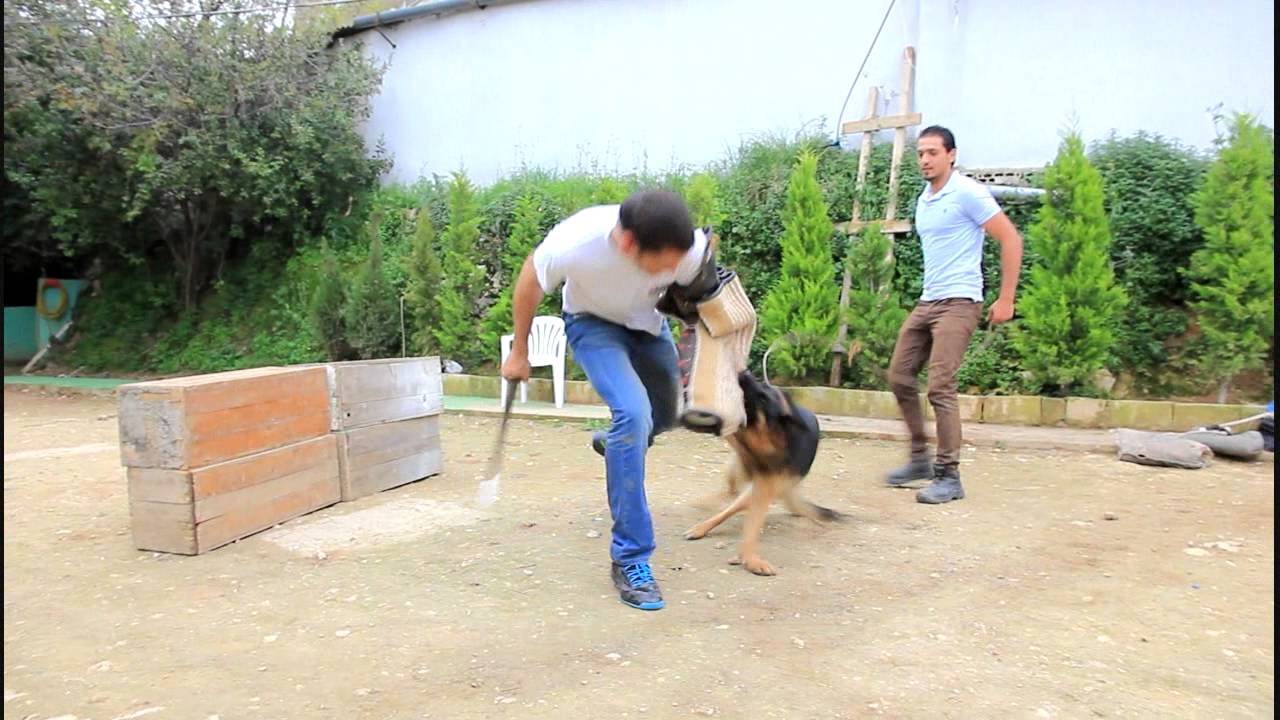 German Shepherd attack training - YouTube